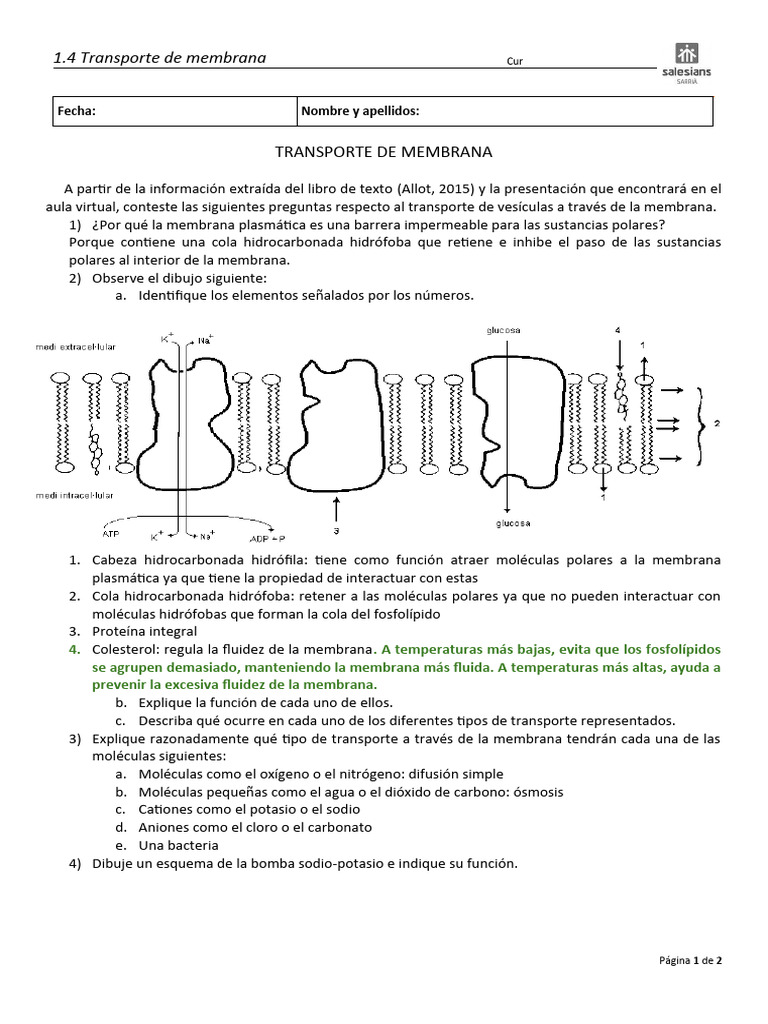 Esquema y Transporte de Membrana | PDF | Membrana celular | Ósmosis