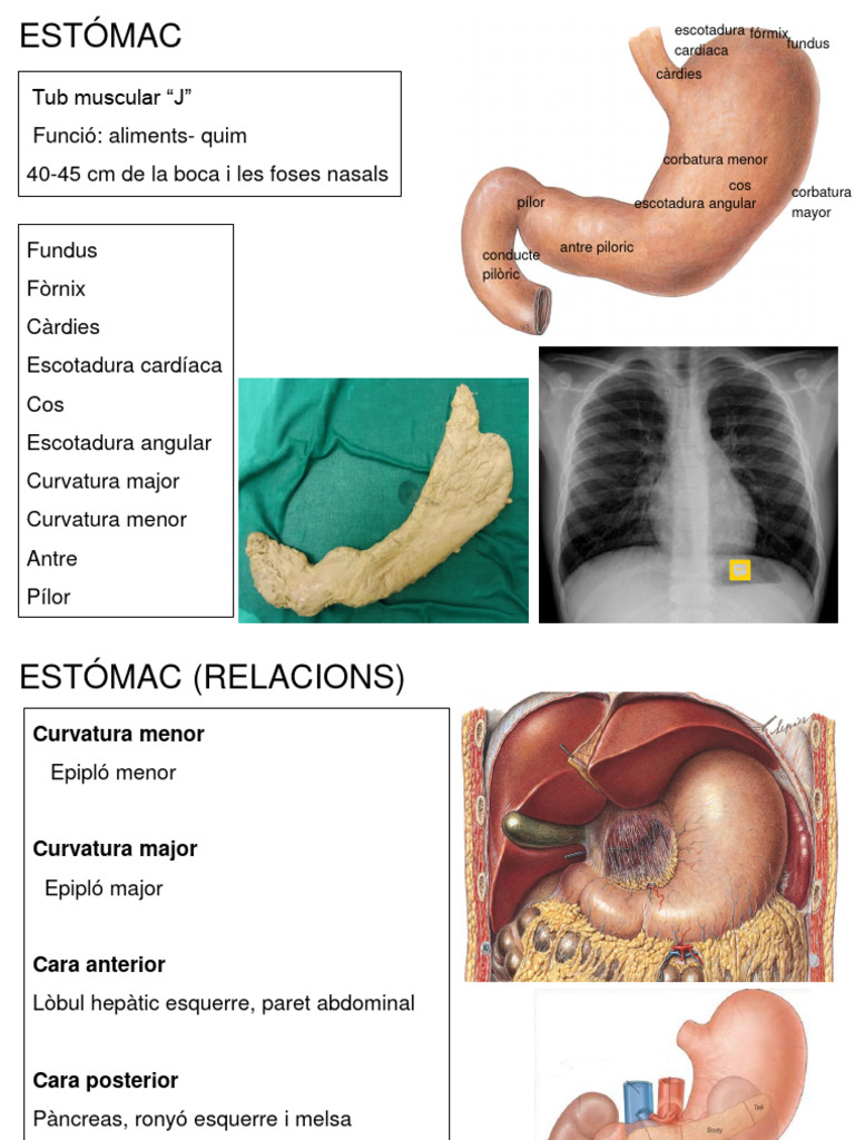 TEORIA-11 Estómac | PDF