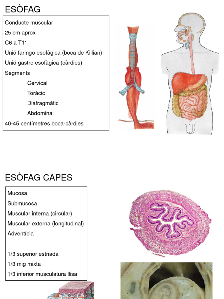 TEORIA-09 Esòfag | PDF