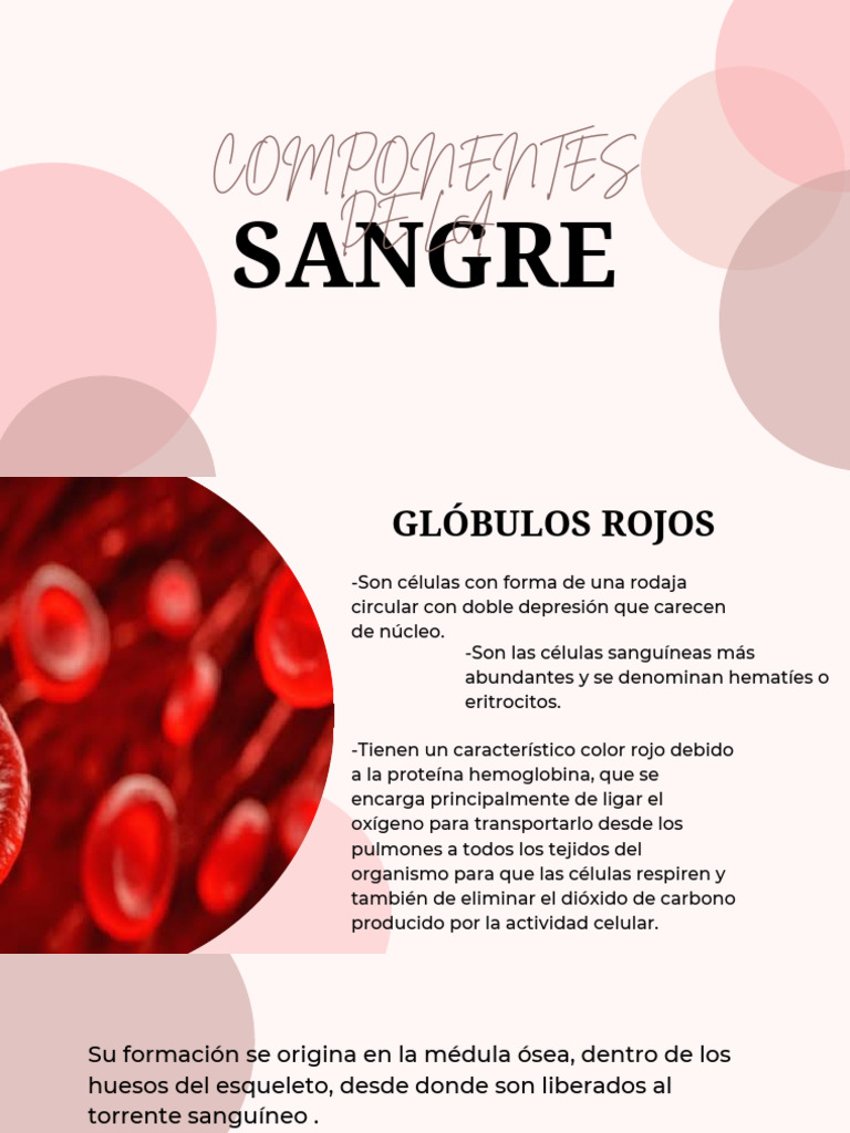 Componentes de La Sangre | PDF | Sangre | Glóbulo rojo