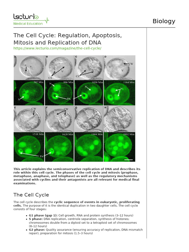 The Cell Cycle Regulation Apoptosis Mitosis And Replication Of Dna Pdf Mitosis Dna