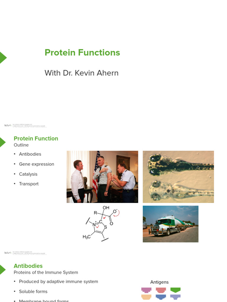 05 Basic ProteinFunctions | Download Free PDF | Gene Expression | Proteins