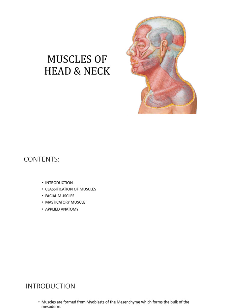 Bau p1 Mimic and Mastication Muscles 2024 | PDF | Human Nose | Lip
