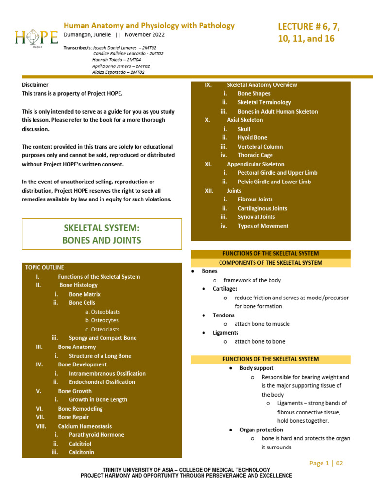Human Anatomy: Skeletal System Overview | PDF | Bone | Skull