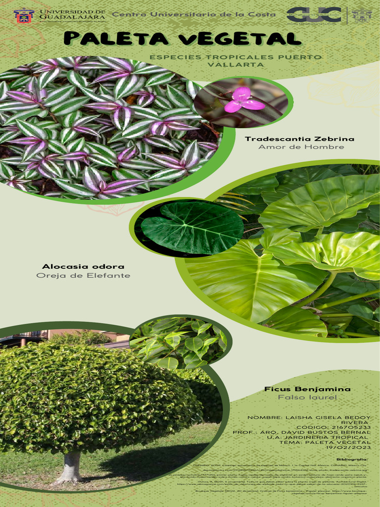 Paleta Vegetal | Descargar gratis PDF | Plantas