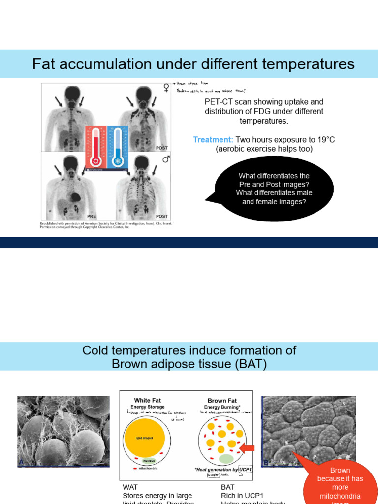 Atp Synthesis Notes Pdf Adenosine Triphosphate Mitochondrion
