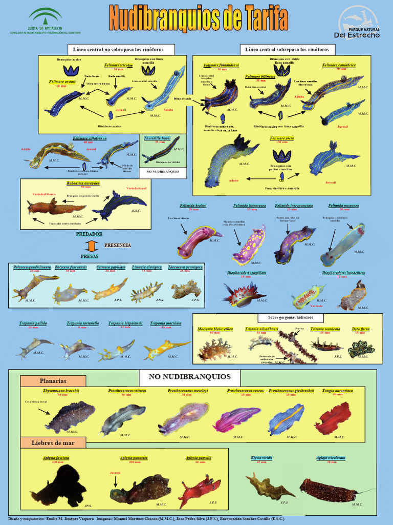 Ficha Nudibranquios de Tarifa - Nudibranquios - de - Tarifa | PDF