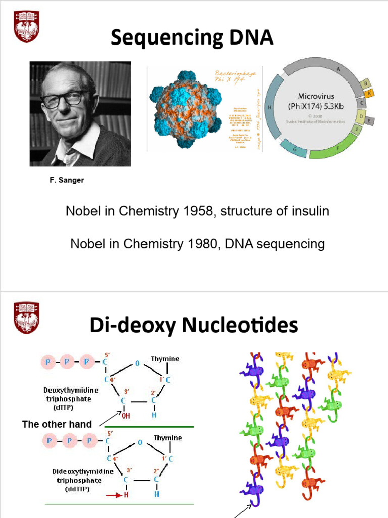 3 DNASequencingSequencer PWRPT File | PDF | Dna Sequencing | Primer ...