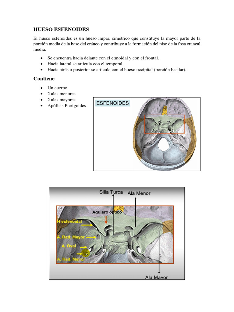 Hueso Esfenoides | PDF | Anatomía humana | Cabeza y cuello humanos