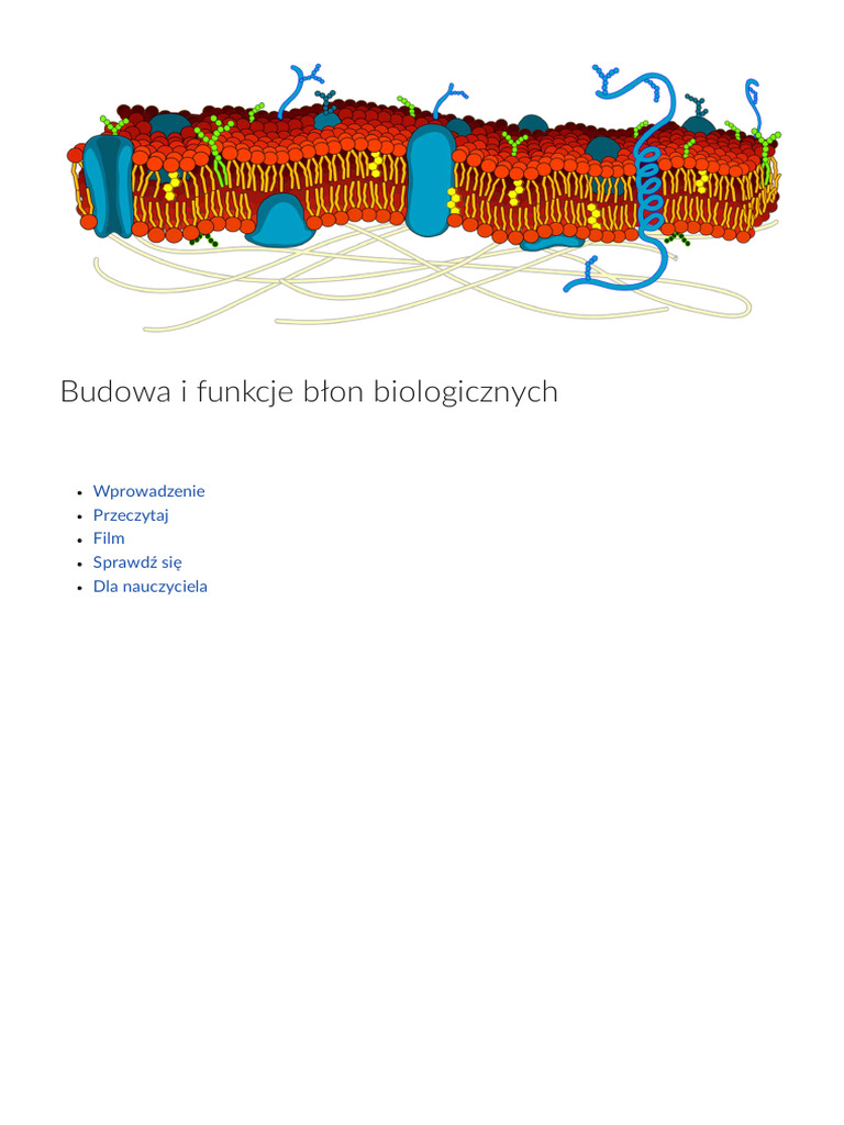Budowa I Funkcje Blon Biologicznych | PDF