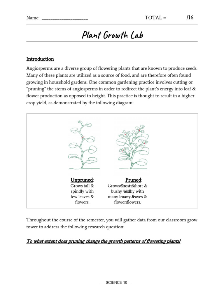 Plant Growth Lab | Download Free PDF | Pruning | Leaf