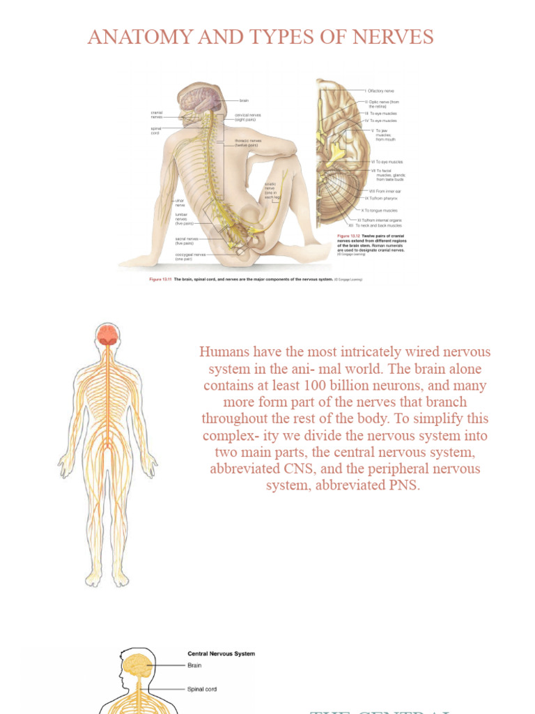 Presentation 2 | PDF | Nervous System | Central Nervous System