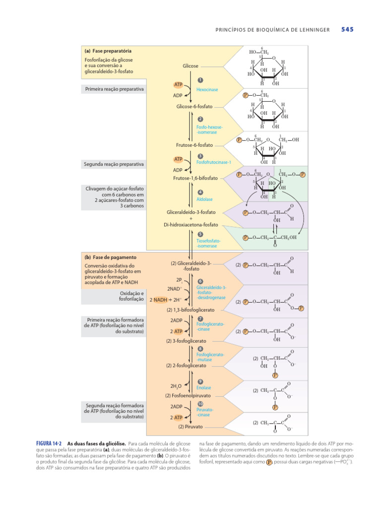 Esquemas - Lehninger | PDF | Glicolise | Ácido pirúvico
