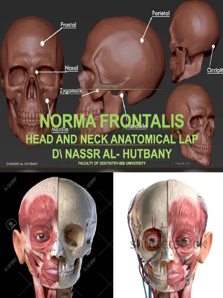1st Head & Neck Anatomical Lab DR - Nassr Al-Hutbany Norma Frontalis ...