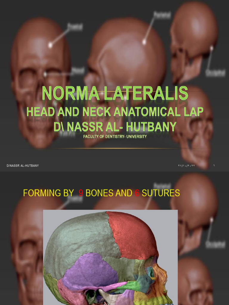 2nd Head & Neck Anatomical Lab Dr.Nassr Al-hutbany Norma Lateralis ...