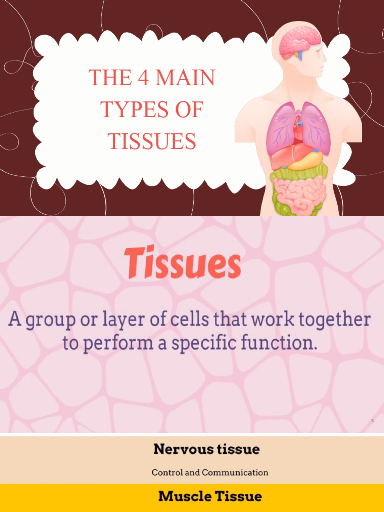 Types of Tissues | PDF | Social Science