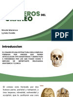 Anatomia Topografica de Cabeza y Cuello | PDF | Cráneo | Sistema esquelético