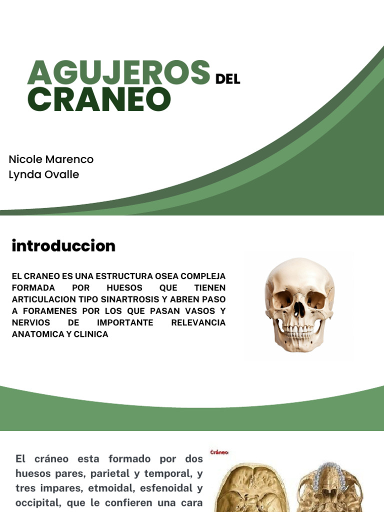 Agujeros Del Craneo | PDF | Cráneo | Anatomía