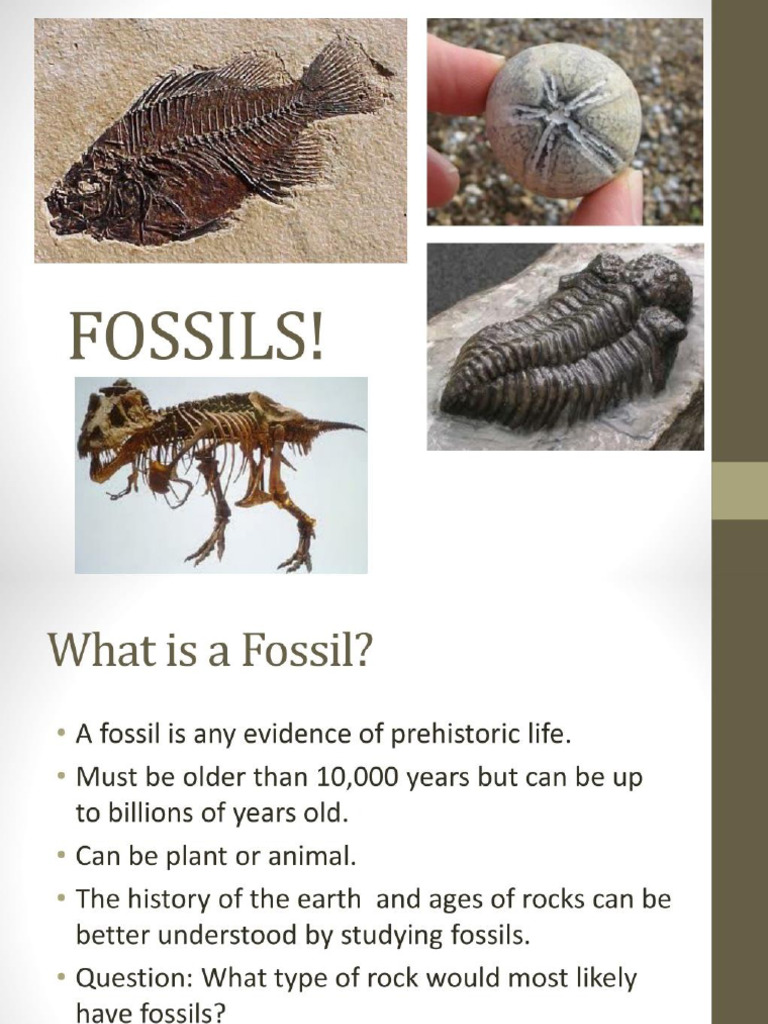 FOSSILS | PDF