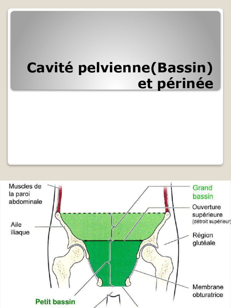 Bassin Et Périnéee | PDF | Bassin (anatomie) | Anatomie humaine