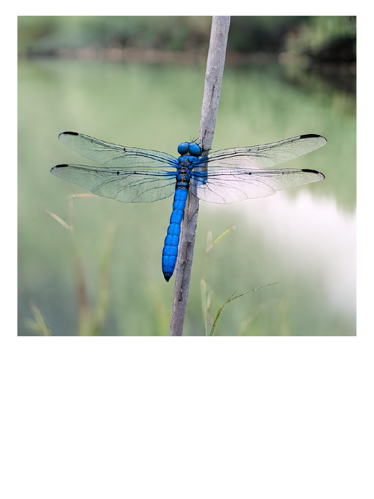 Warna Capung Yang Sangat Unik | PDF