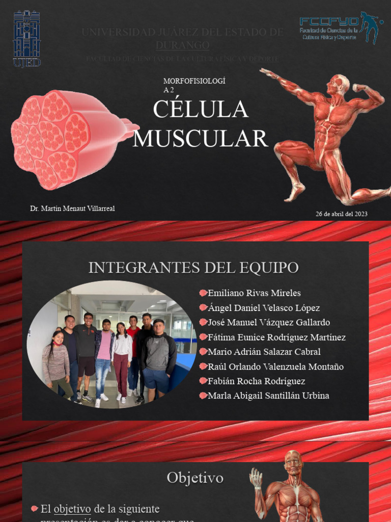 Celula Muscular | PDF | Músculo esquelético | Contracción muscular