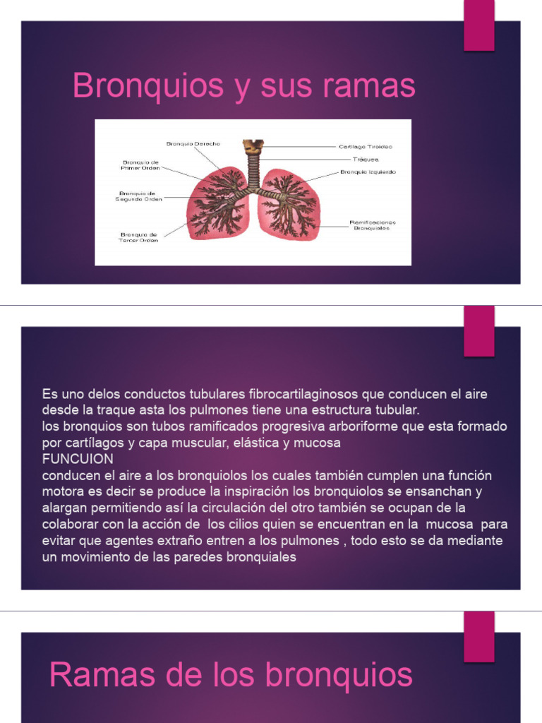 Bronquios | PDF | Pulmón | Bronquitis
