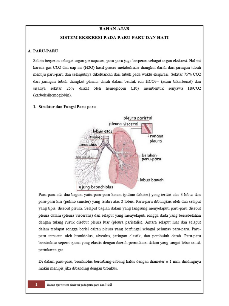 Sistem Ekskresi Paru-paru dan Hati | PDF | Kesehatan Holistik | Sains ...