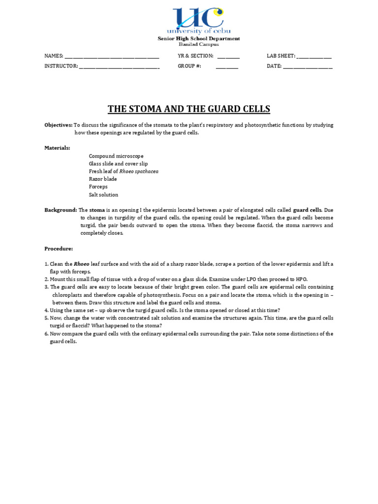 Stomata And Guard Cells Pdf Stoma Leaf 0645