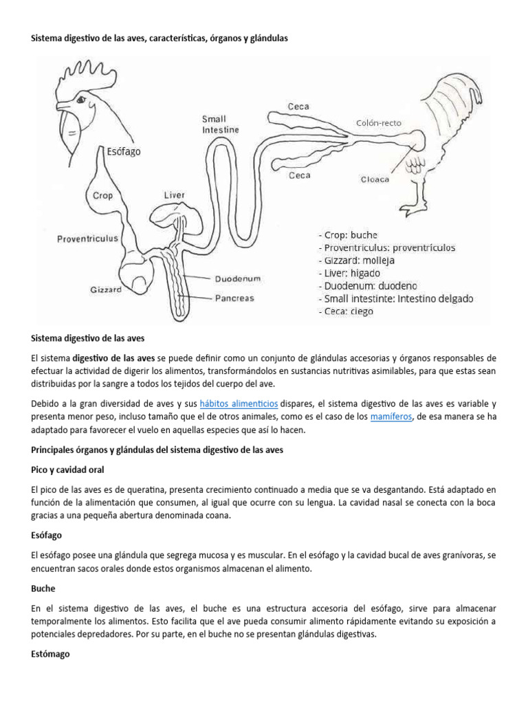Sistema Digestivo de Las Aves | PDF | Digestión | Sistema digestivo humano