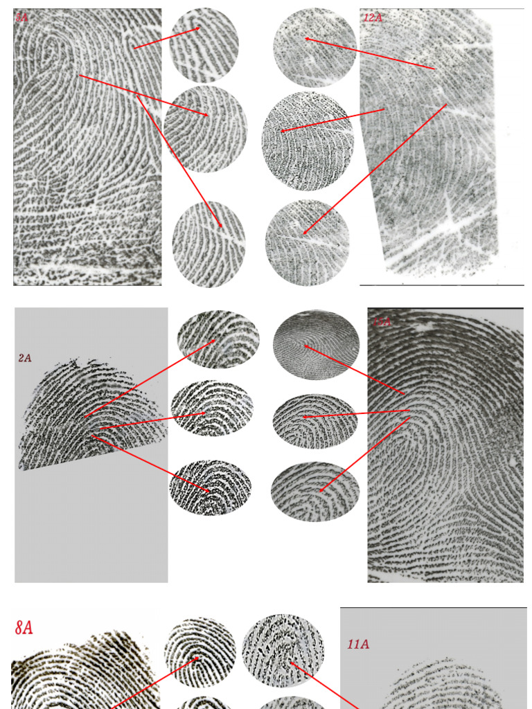 Dactiloscopia Tati | PDF