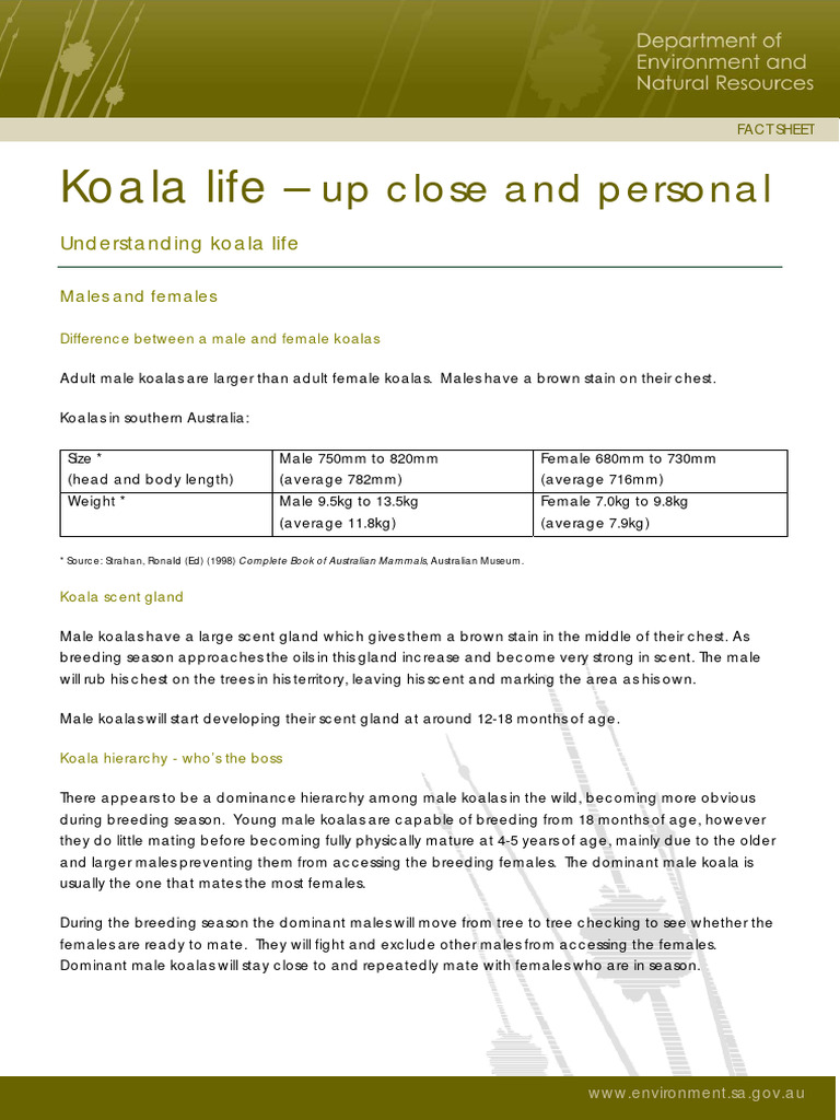 Koala | PDF | Koala | Eucalyptus