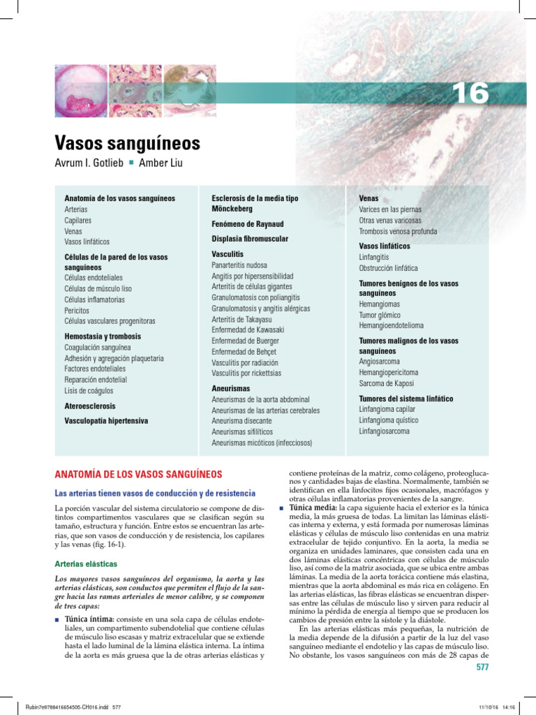 Clase 1 Rubin | PDF | Artería | Capilar