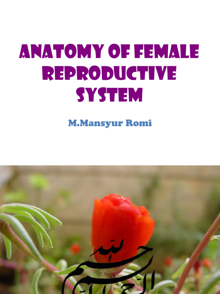 (DR - Romi) Female Reprod System2022 | PDF | Labia | Uterus