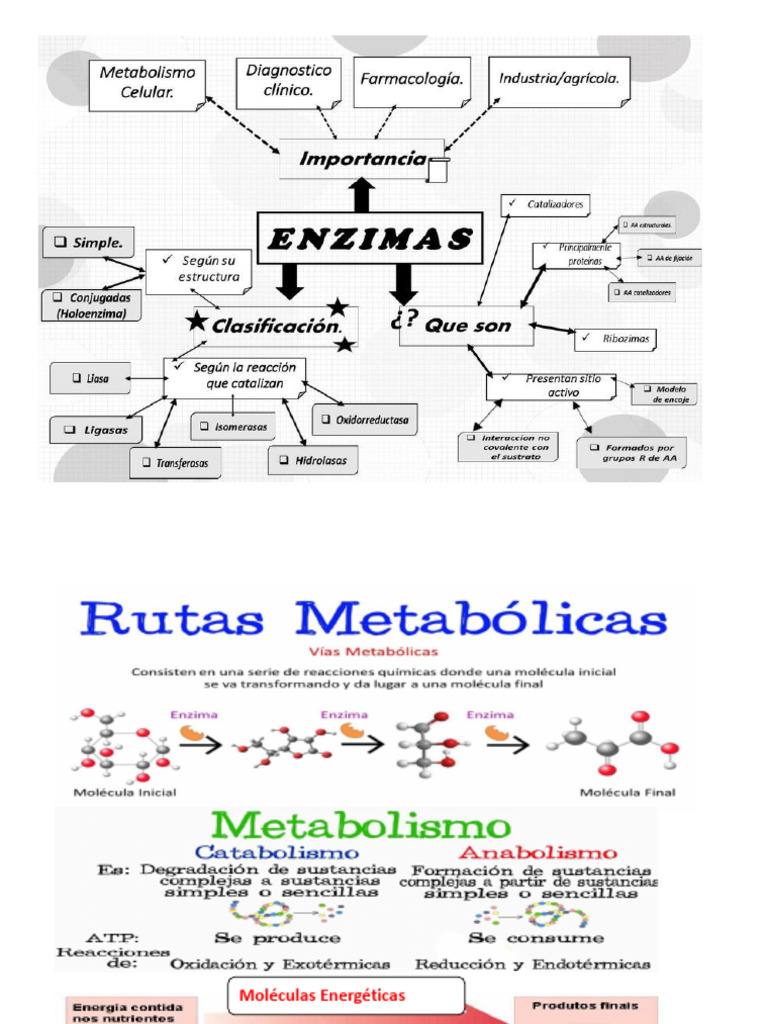 Metabolismo Accion Enzimatica PDF | PDF
