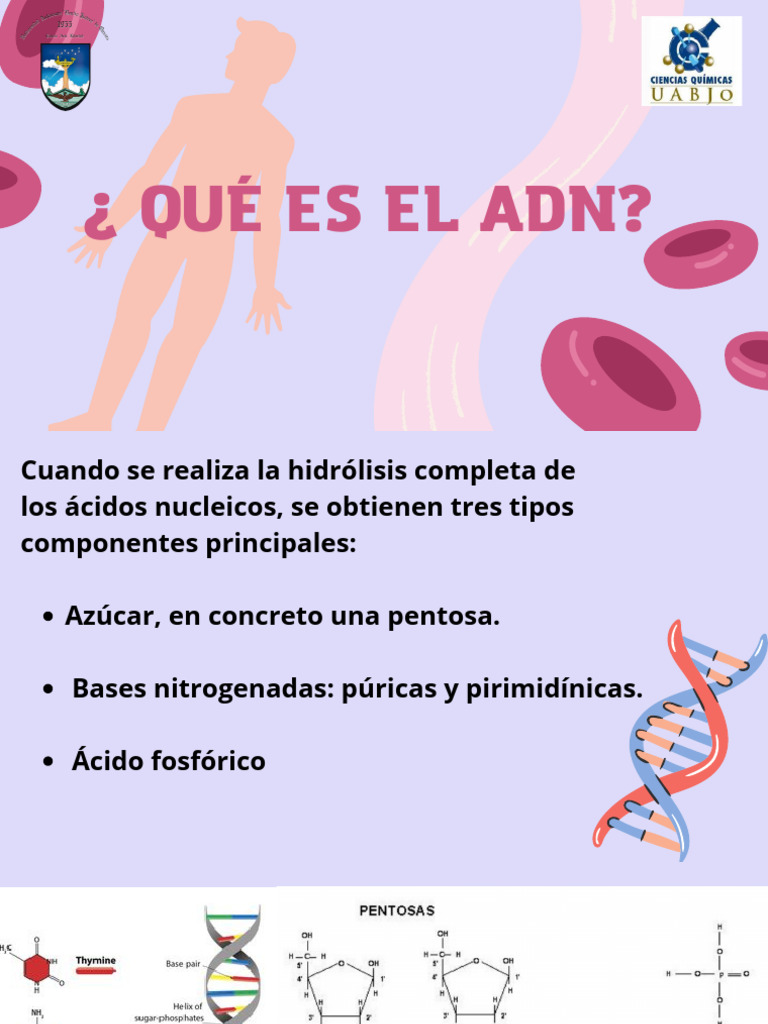 Adn Presentación | Descargar gratis PDF | Adn | Codigo genetico