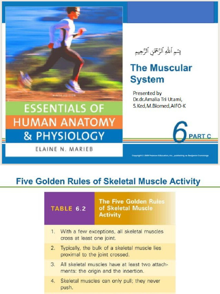 Muscular System 6C | PDF