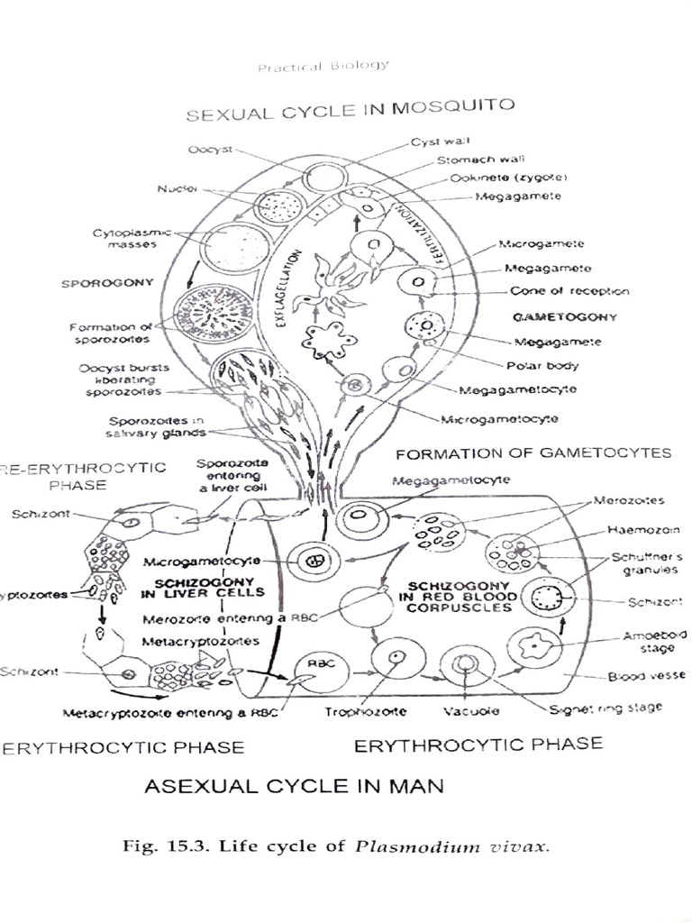 Plasmo Pdf Life Sciences Systems Biology