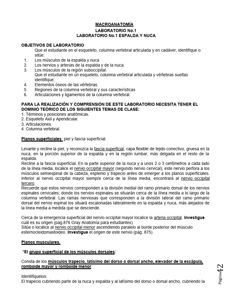 Lab 1 Anatomía I | PDF | Vértebra | La columna vertebral