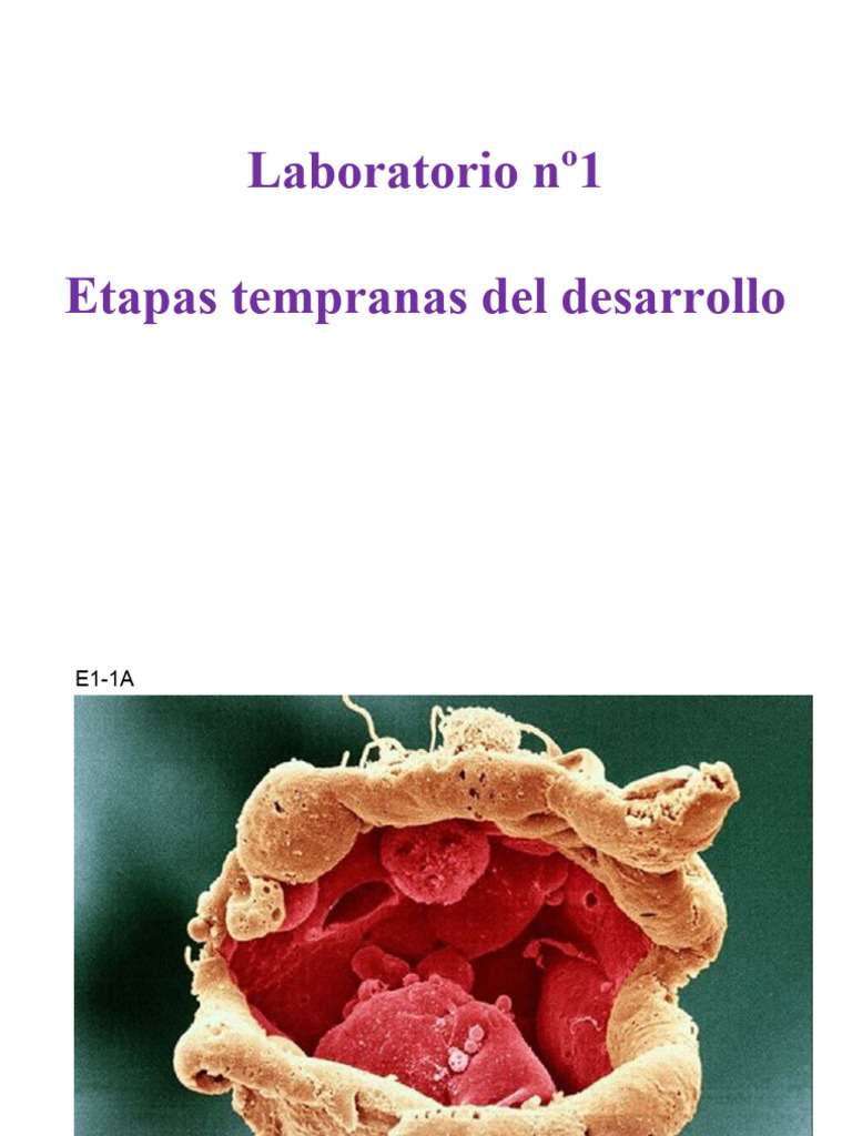 LAB. No.1 ETAPAS TEMPRANAS DEL DESARROLLO | PDF