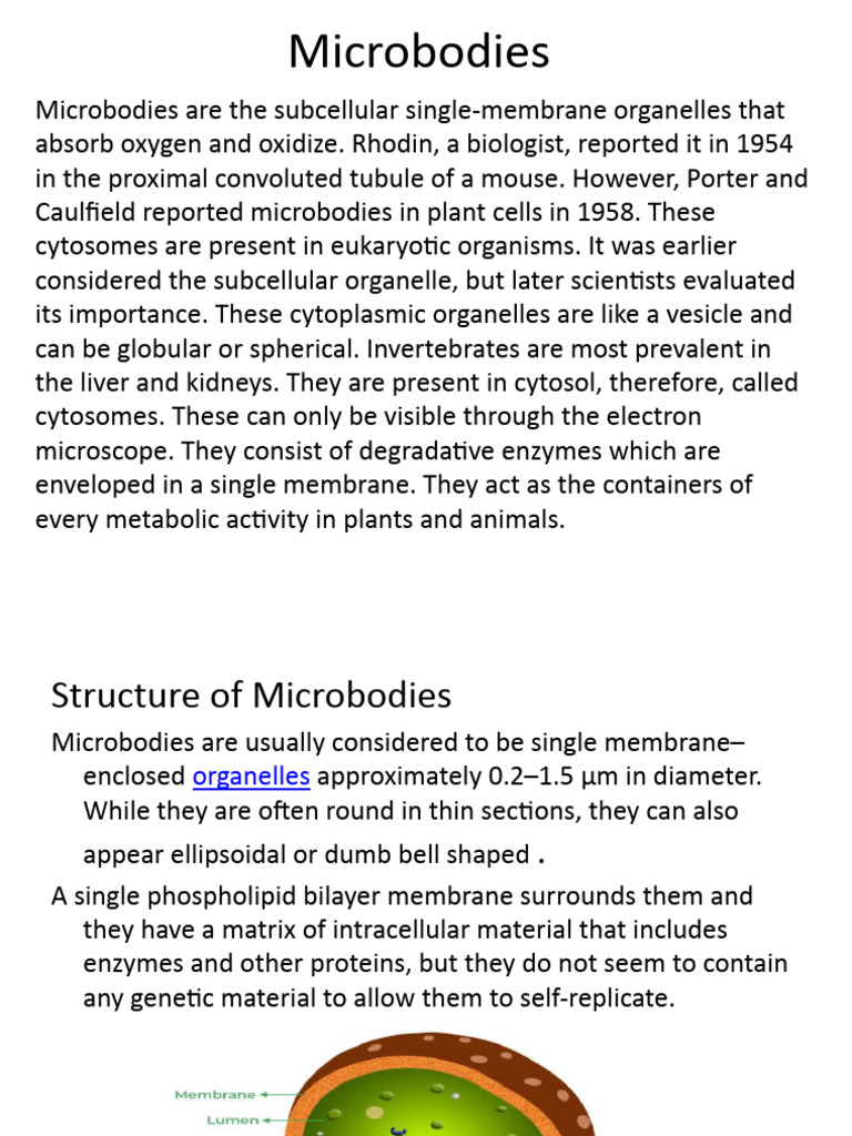Micro Bodies | PDF | Cell (Biology) | Organelle