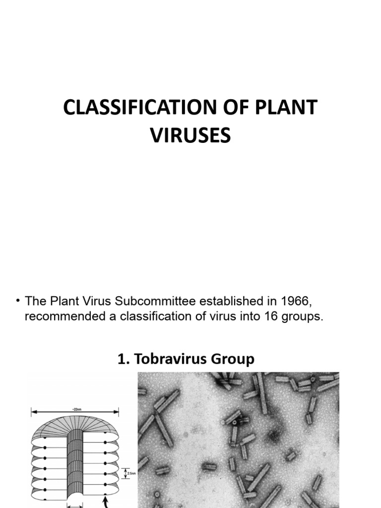 Plant Virus Classification Guide | PDF | Virus | Rna