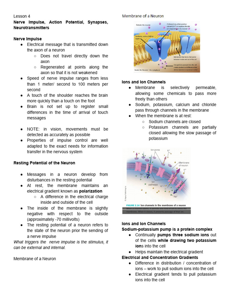 What Triggers The Nerve Impulse Is The Stimulus, It Can Be External and ...