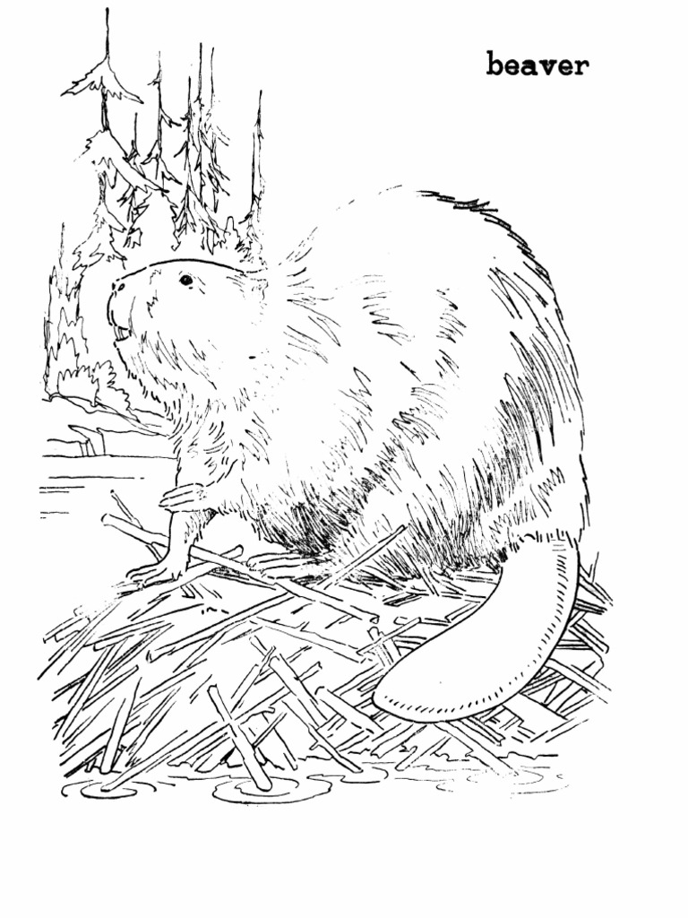 Beaver Coloring Page GraphicsFairy | PDF