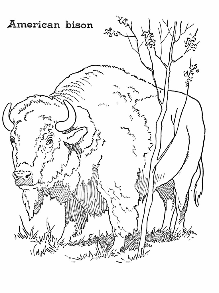 Bison Coloring Page GraphicsFairy | PDF