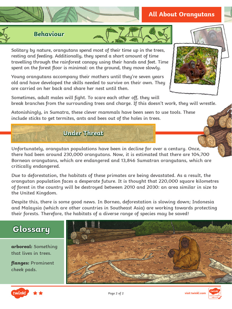 Orangutan 2 | PDF