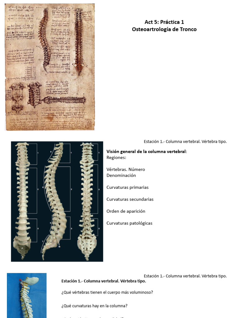 Anatomía Vertebral: Guía Completa | PDF | Vértebra | La columna vertebral