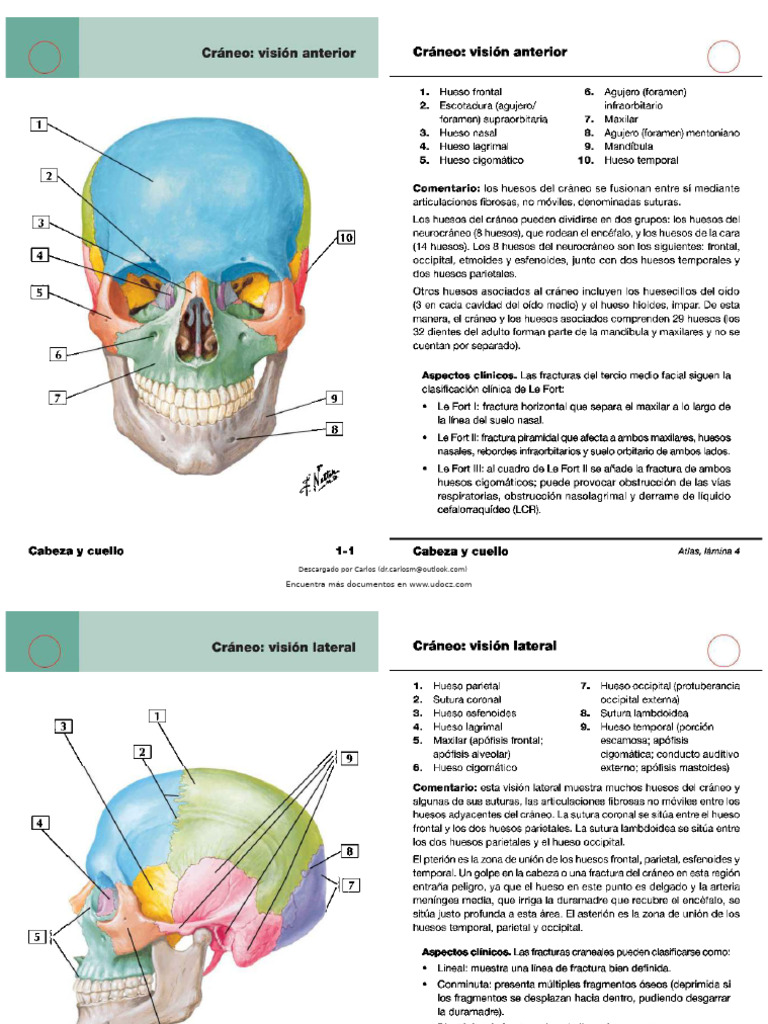 Netter Flashcards de 344666 Downloadable 4585931 | PDF
