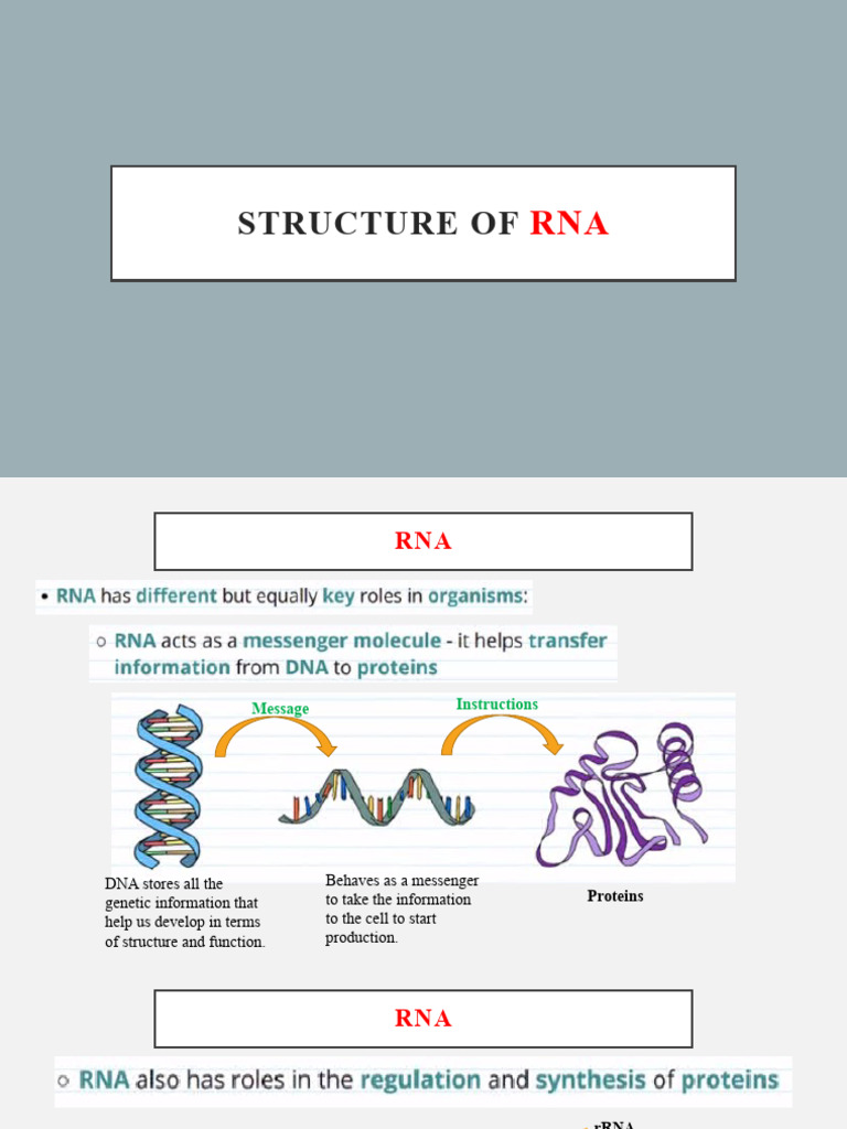 Structure of Rna | PDF