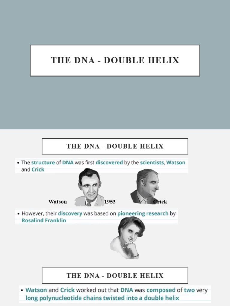 Understanding DNA Double Helix Structure | PDF